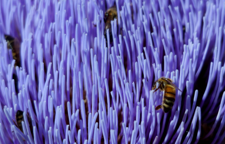 HOMEOPATHIE ET ISOTHERAPIE – Judith Kerner